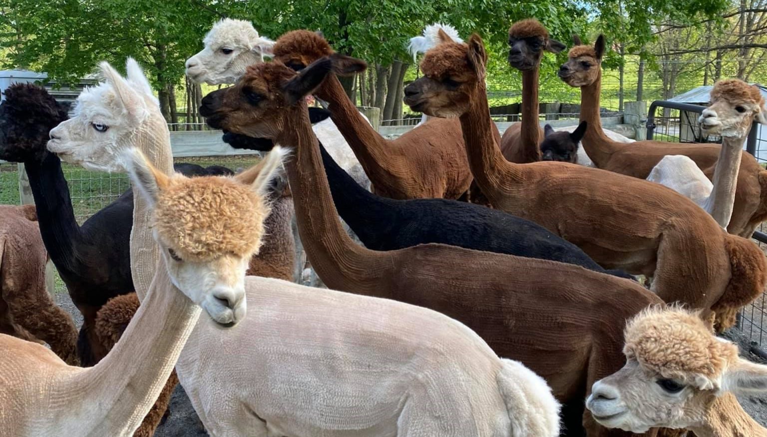 Silkie's Farm | A Sustainable Alpaca Breeding Farm